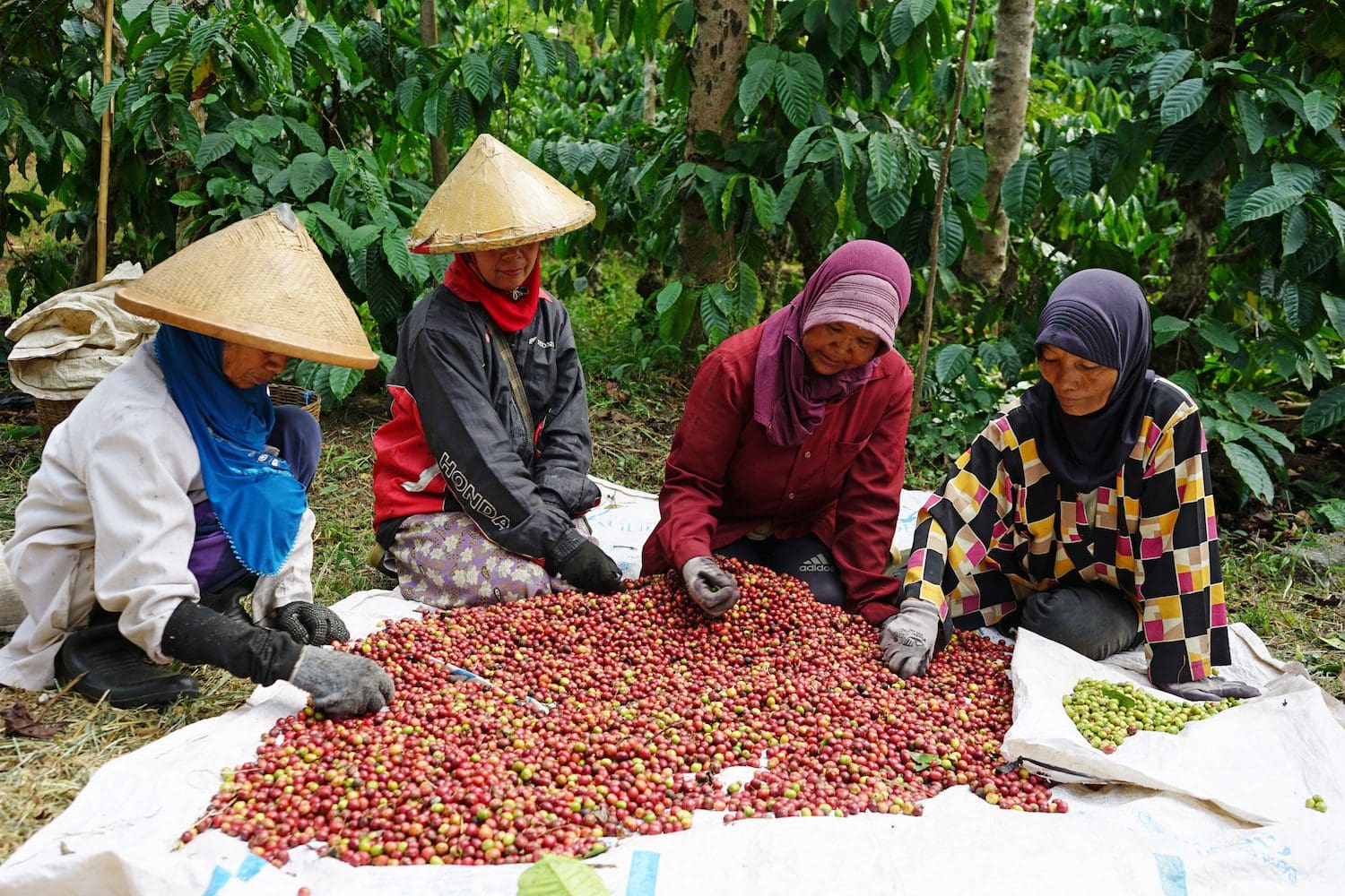 Indonesian Coffee Production Indonesian Coffee: Exploring Its Rich