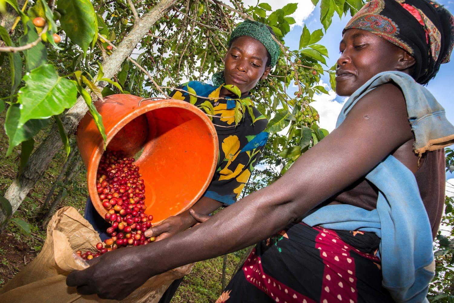 Rwanda coffee beans - a gentle, delicious tasting African coffee
